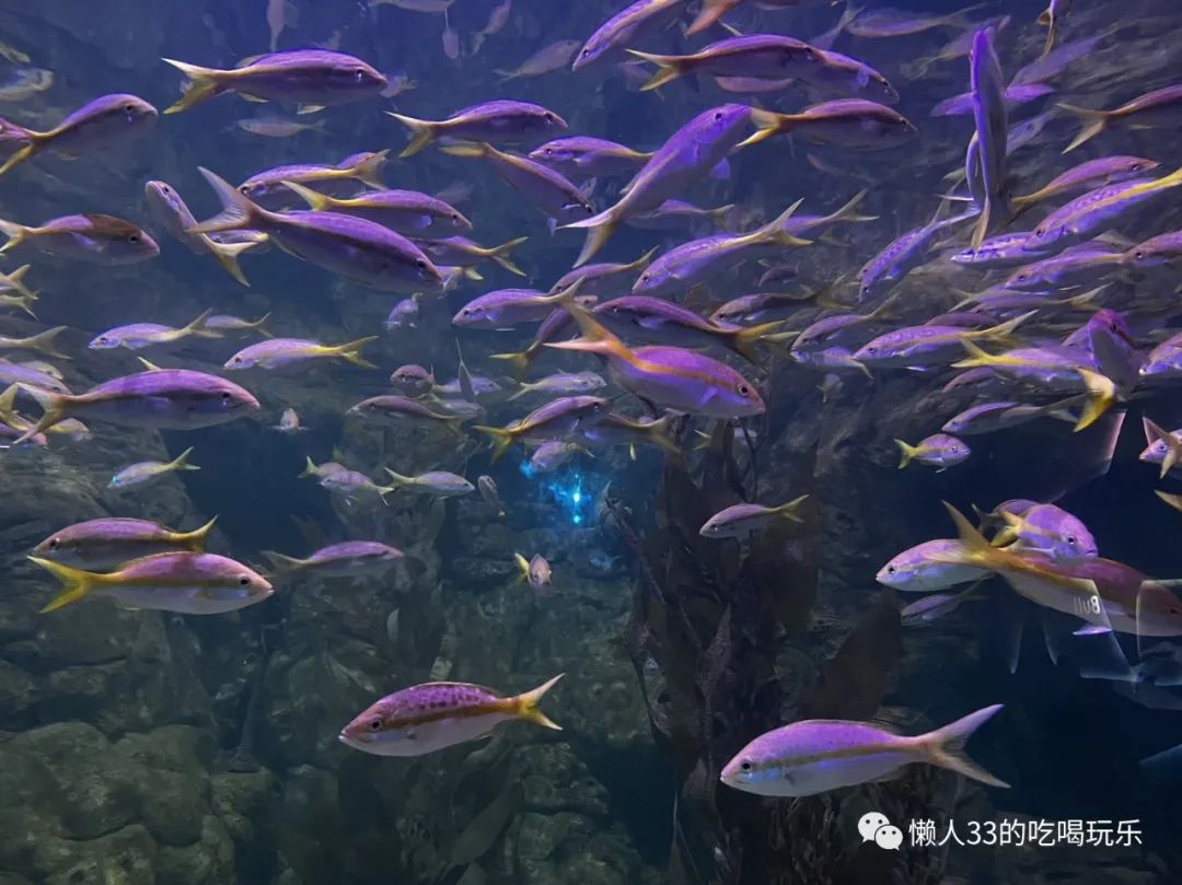 圣诞旅行之 Orlando Seaworld & Tampa Busch Garden - 美国信用卡 101